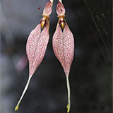 Bulbophyllum_index